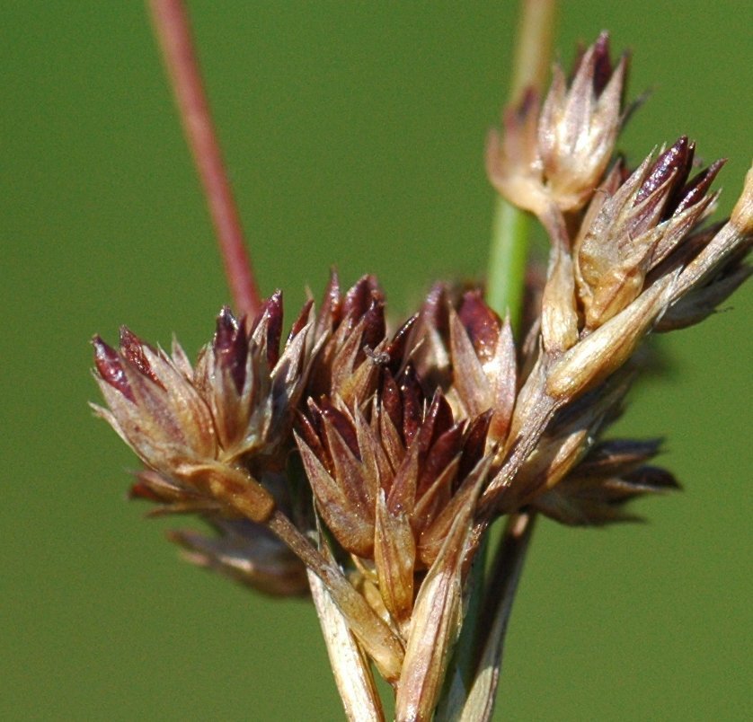Juncus elliottii (Nash Prairie Plants List) · iNaturalist