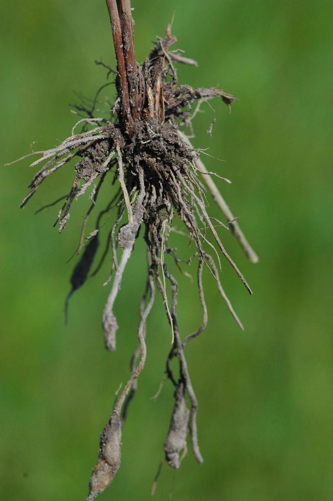 Juncus elliottii (Nash Prairie Plants List) · iNaturalist