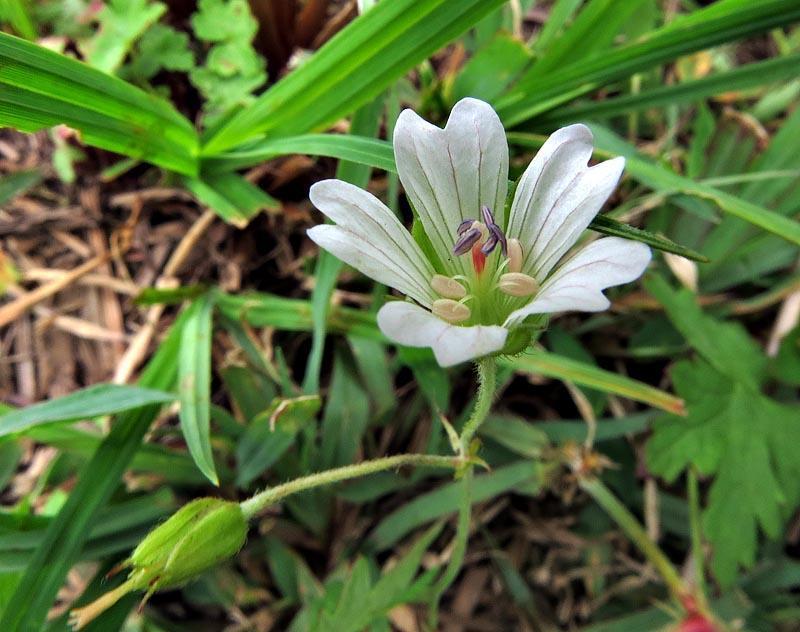 White Cranesbill from Hawane vlei, upstream from island on November 29 ...