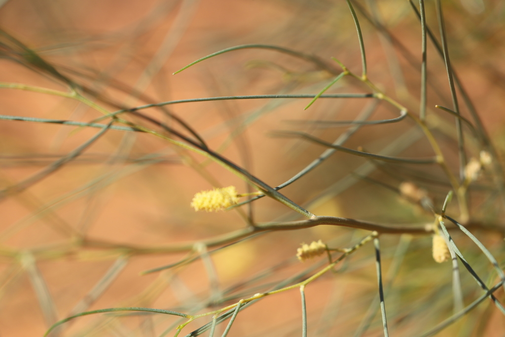 Acacia tenuissima from Chilla Well NT 0872, Australia on August 1, 2021 ...