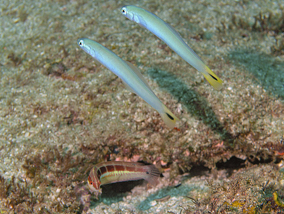 Spottail Dartfish (Ptereleotris heteroptera) - Marine Life Identification