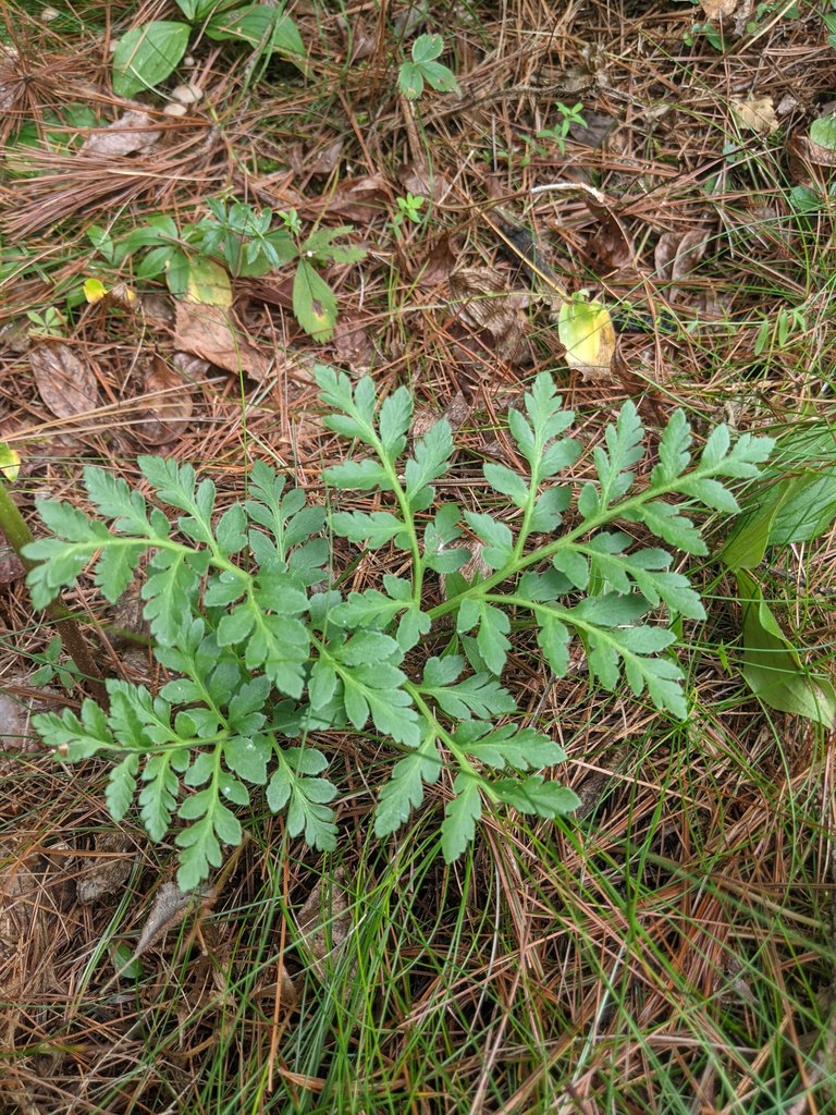 St. Lawrence grapefern in September 2021 by Rubin Stenseng · iNaturalist