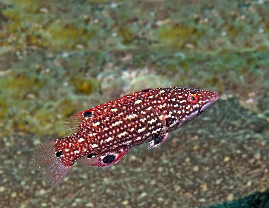 Diana's Hogfish (Saltwater Fish of the Indo Pacific) · iNaturalist