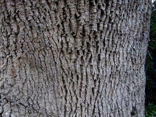 Coastal red milkwood (Mimusops afra) · iNaturalist