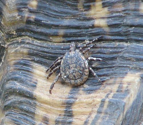 Tortoise Bont Tick (Amblyomma marmoreum) · iNaturalist United Kingdom