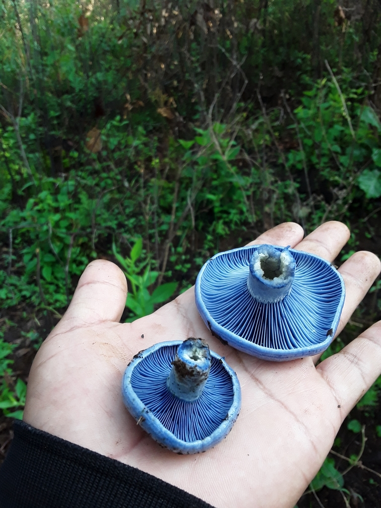 indigo milk cap from 48963 Jal., México on July 27, 2021 at 09:03 AM by ...