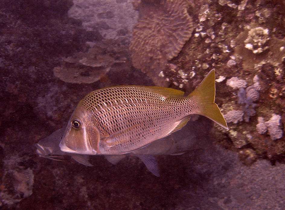 Yellowfin emperor (Lethrinus crocineus) - Marine Life Identification