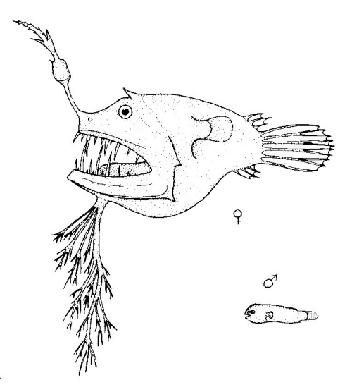 Illuminated netdevil (Linophryne arborifera) - Marine Life Identification