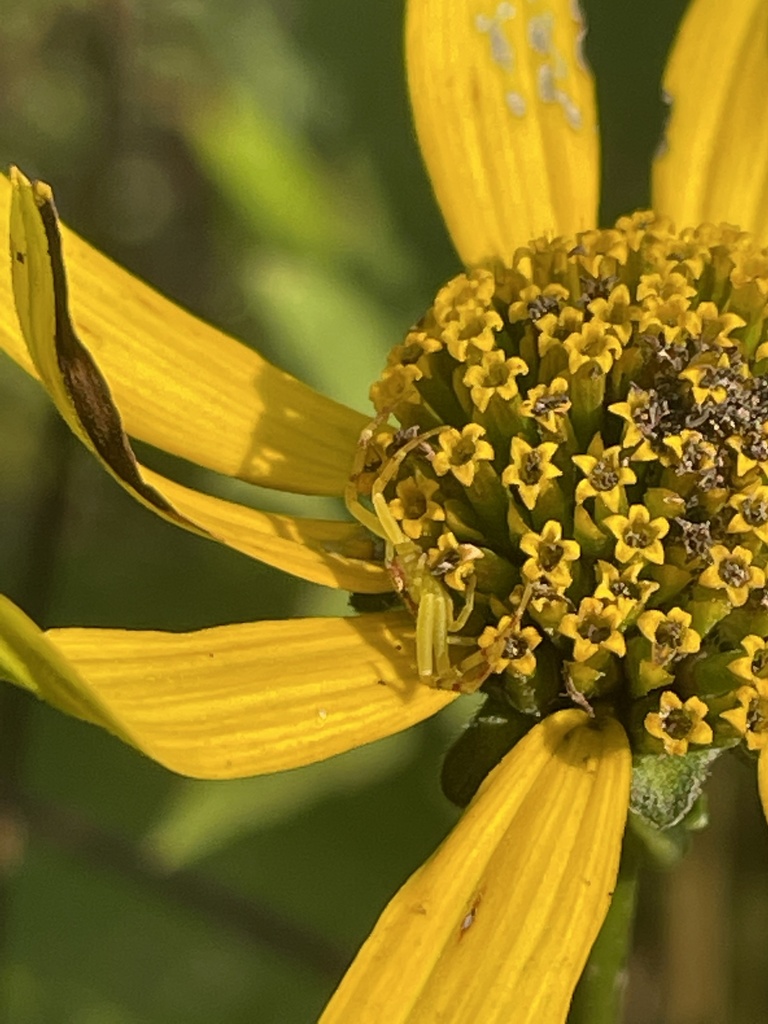 Crab Spiders from George Washington & Jefferson National Forests ...