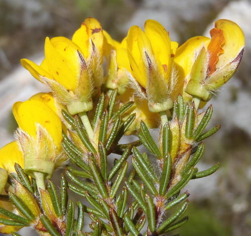Cyclopia bolusii · iNaturalist