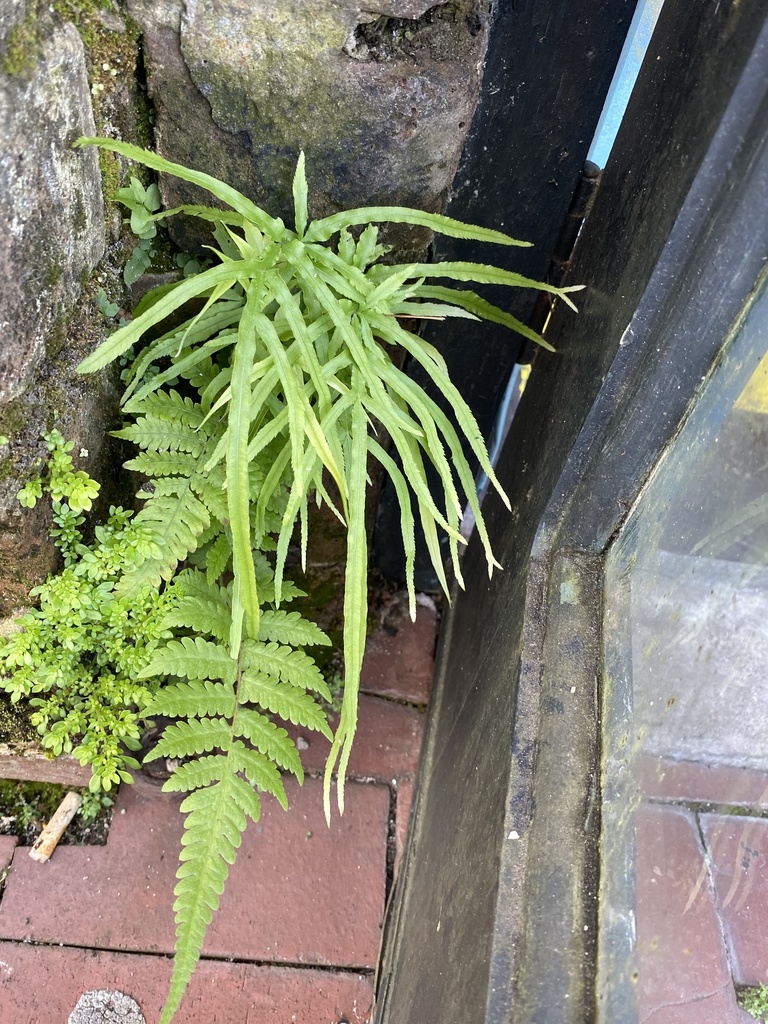 Pteris multifida (Madeira Pflanzen Polypodiopsida) · iNaturalist
