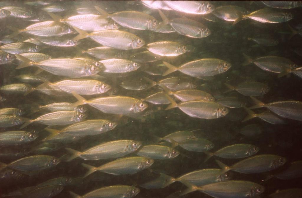 Atlantic Horse Mackerel (Trachurus trachurus) - Marine Life Identification