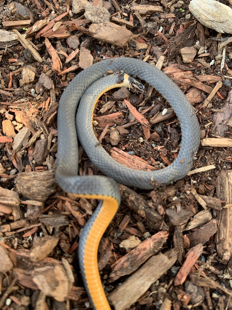 Northern Ringneck Snake from W Sutton Rd, Sutton, MA, US on September ...