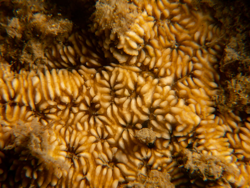 Cycloseris mokai · iNaturalist