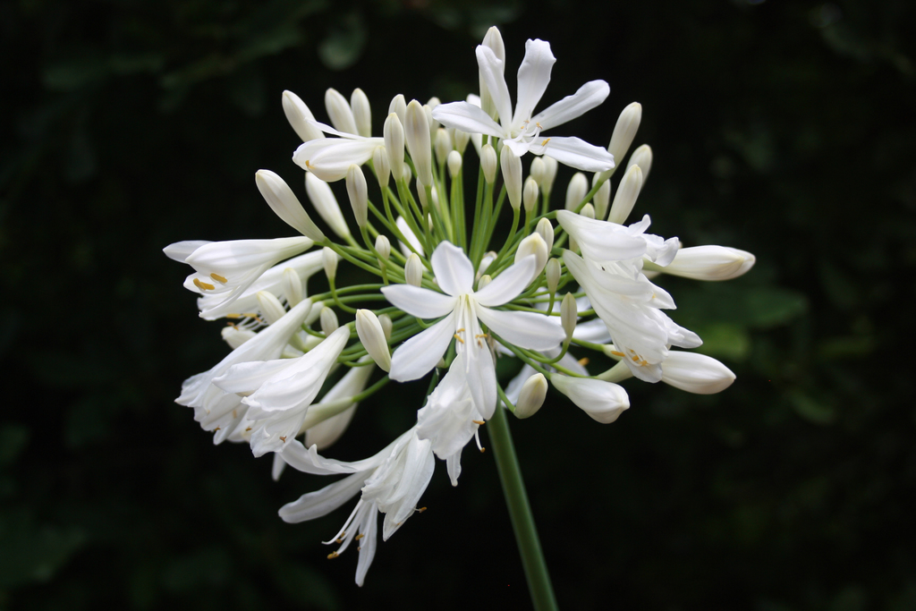 African Lily in August 2009 by Alberto Colatore. ***Agapanthus praecox ...