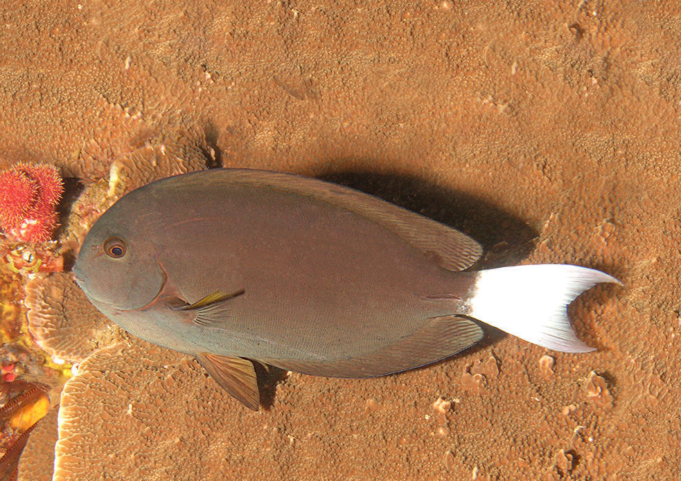 Whitetail Surgeonfish (Reef Fish of the Hawaiian Islands) · iNaturalist