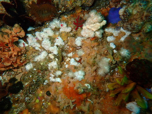 Circularius wilsoni · iNaturalist