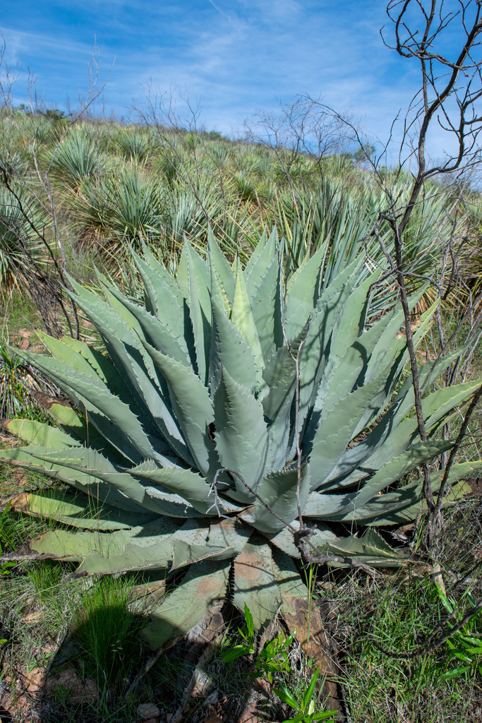Agave durangensis from Mezquital, Dgo., México on September 10, 2021 at ...