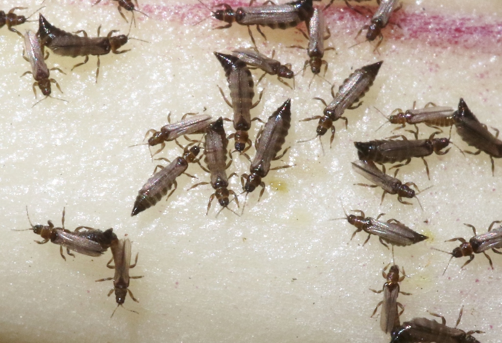 Ankothrips yuccae (Thrips of the United States) · iNaturalist