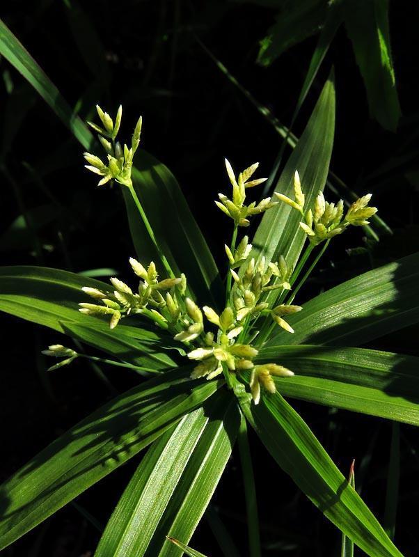 Dwarf striped umbrella sedge (Invasive and Weed Species - Erf 152/216 ...