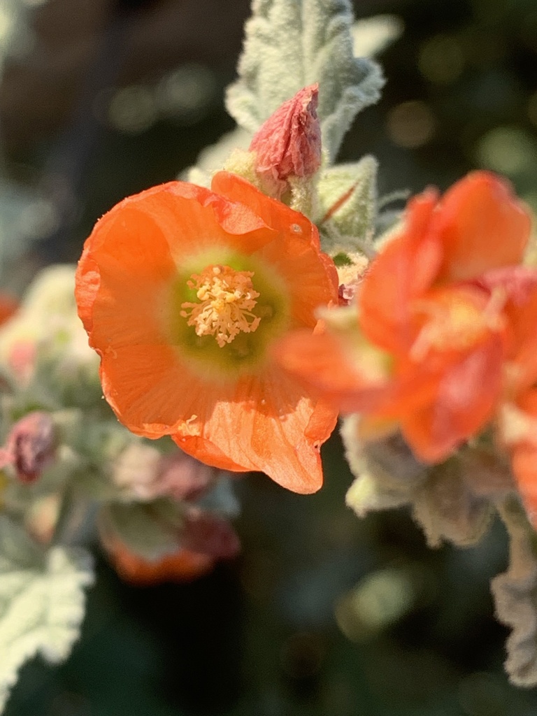 apricot mallow from Coconino National Forest, Sedona, AZ, US on ...