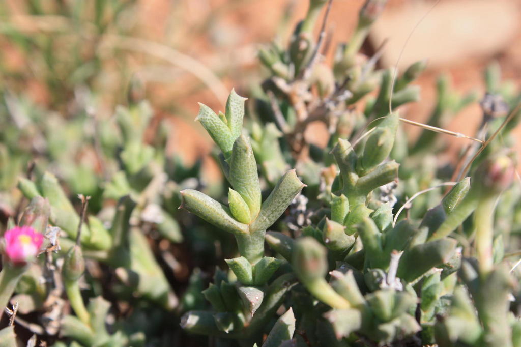 Ruschia uncinata from Road to Glen Harry Nature Reserve on September 25 ...