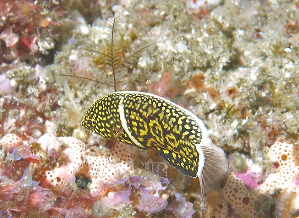 Anampses lineatus Randall, 1972