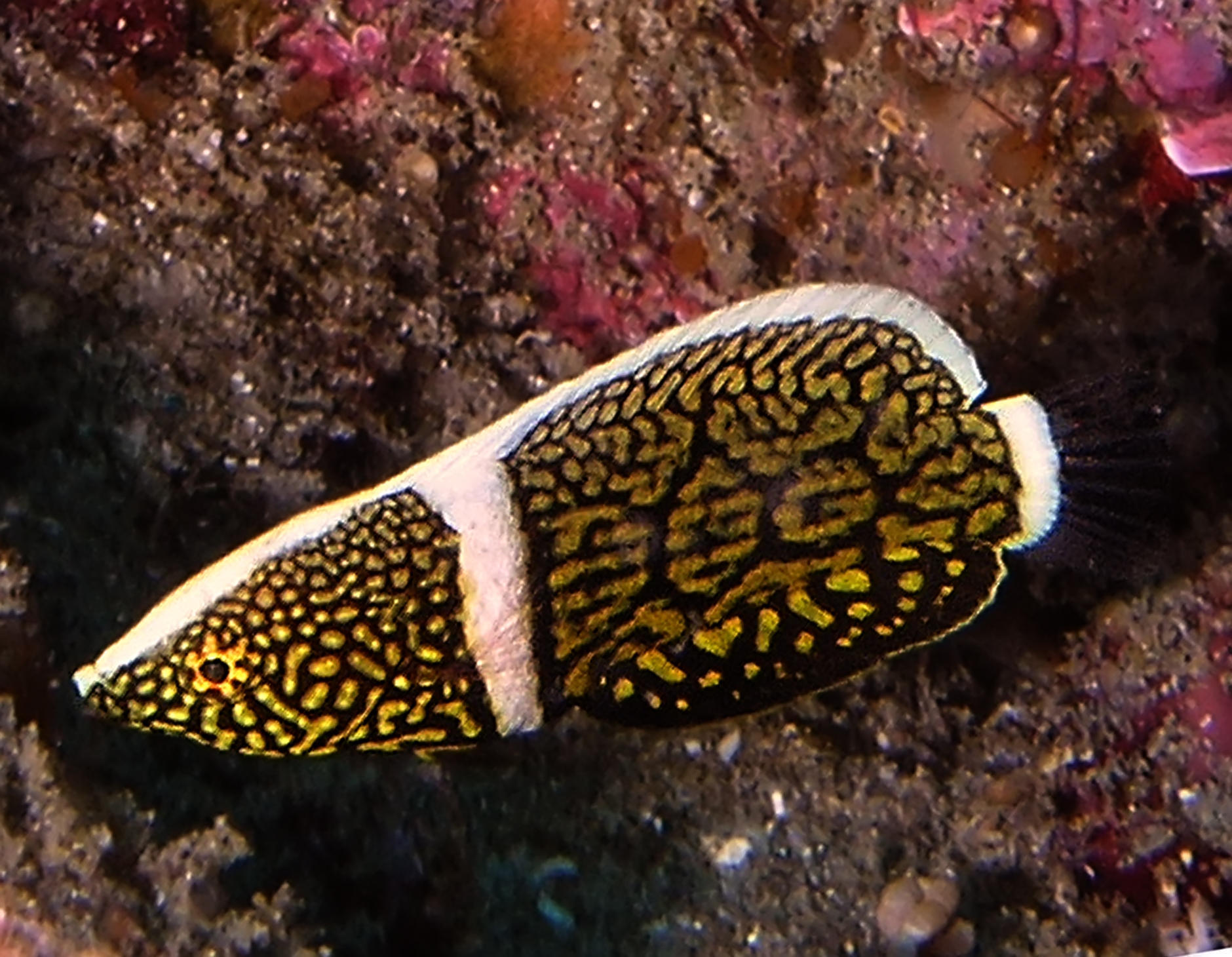 Anampses lineatus Randall, 1972