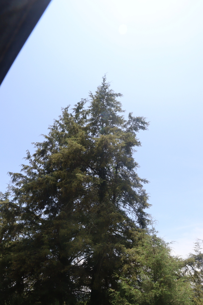 cedar of Goa from Tapalpa, Jal., México on September 12, 2021 at 02:28 ...