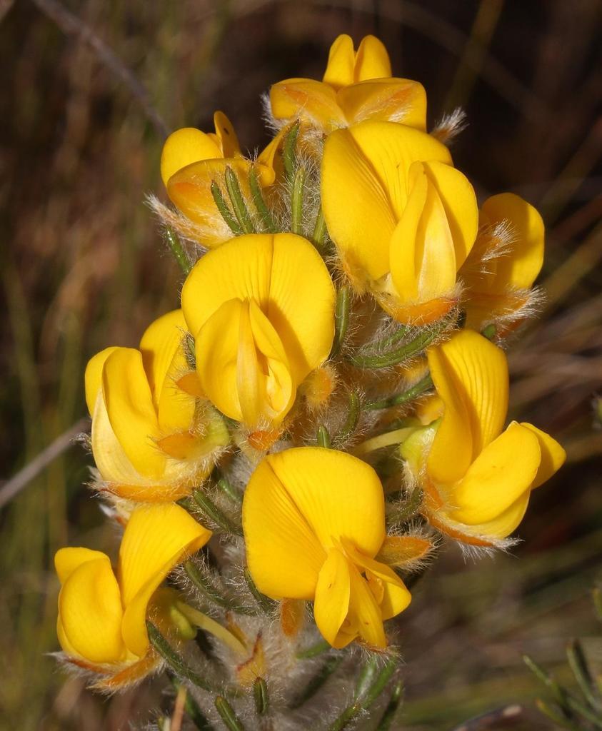 Foxy Honeybush (Cyclopia alopecuroides) - Botanical Realm