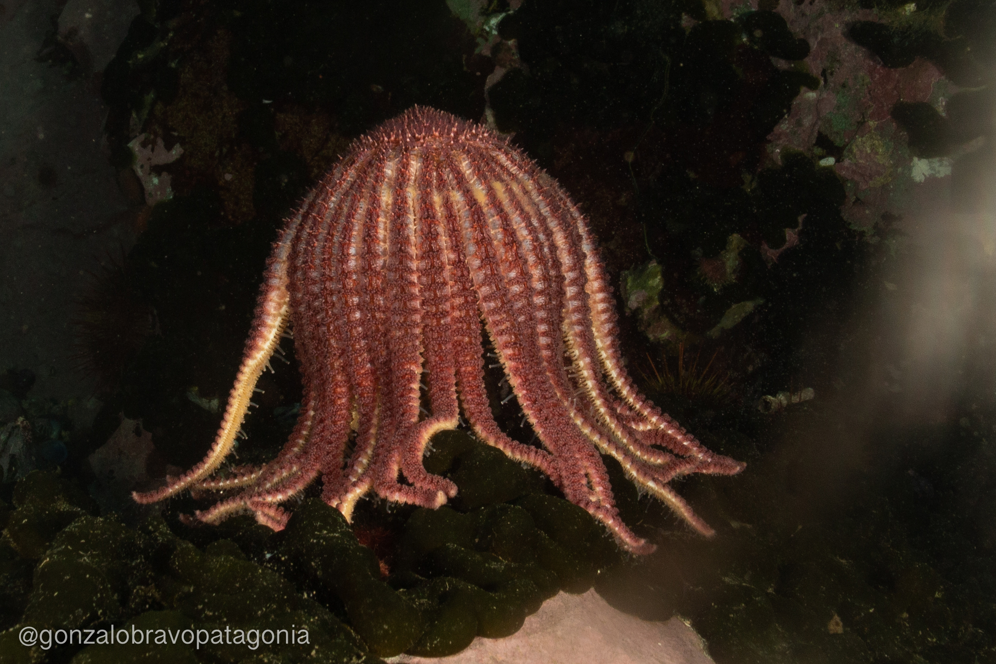 Labidiaster Lütken, 1871