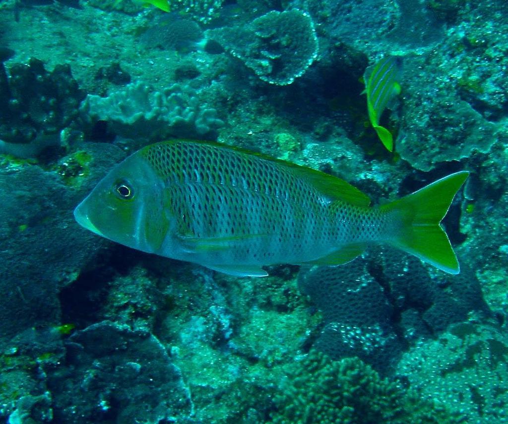 Yellowfin emperor (Lethrinus crocineus) - Marine Life Identification