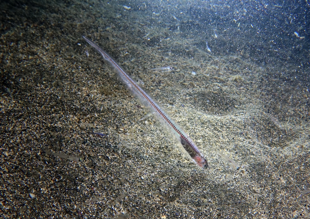 Pearl Fish from Pyrénées-Orientales, Languedoc-Roussillon, FR on ...