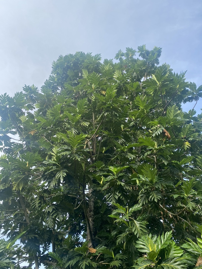 Breadfruit from Puerto Rico, Gurabo, PR, US on September 13, 2021 at 04 ...