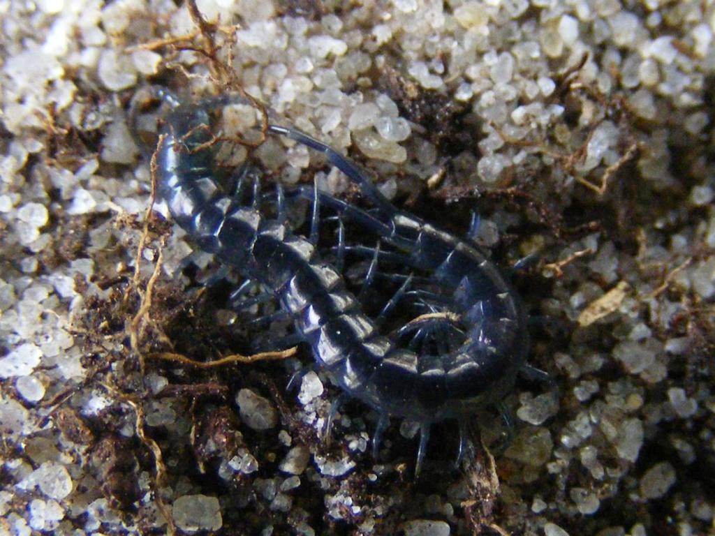 Common Centipedes from Praia Do Bilene: At the Coastal lake of Bilene ...