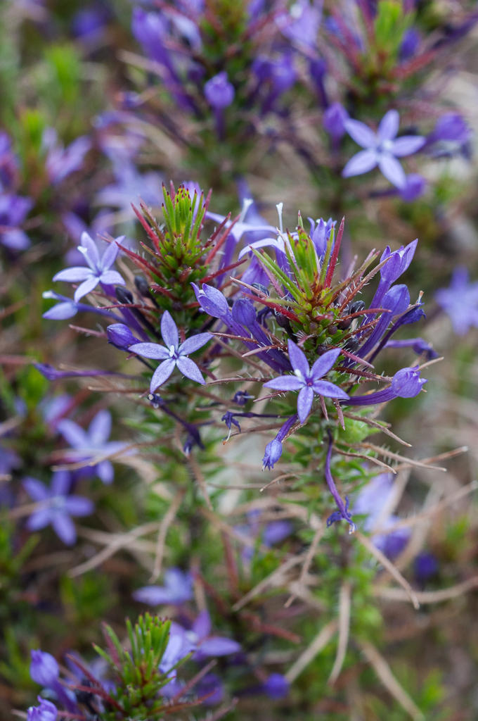 Purple Mercybell (Merciera tenuifolia) - Botanical Realm