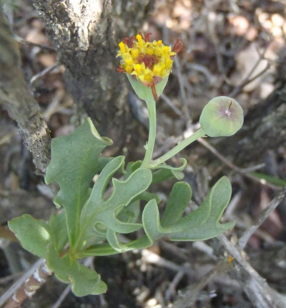 Broken Babooncabbage (Othonna retrofracta) - Botanical Realm
