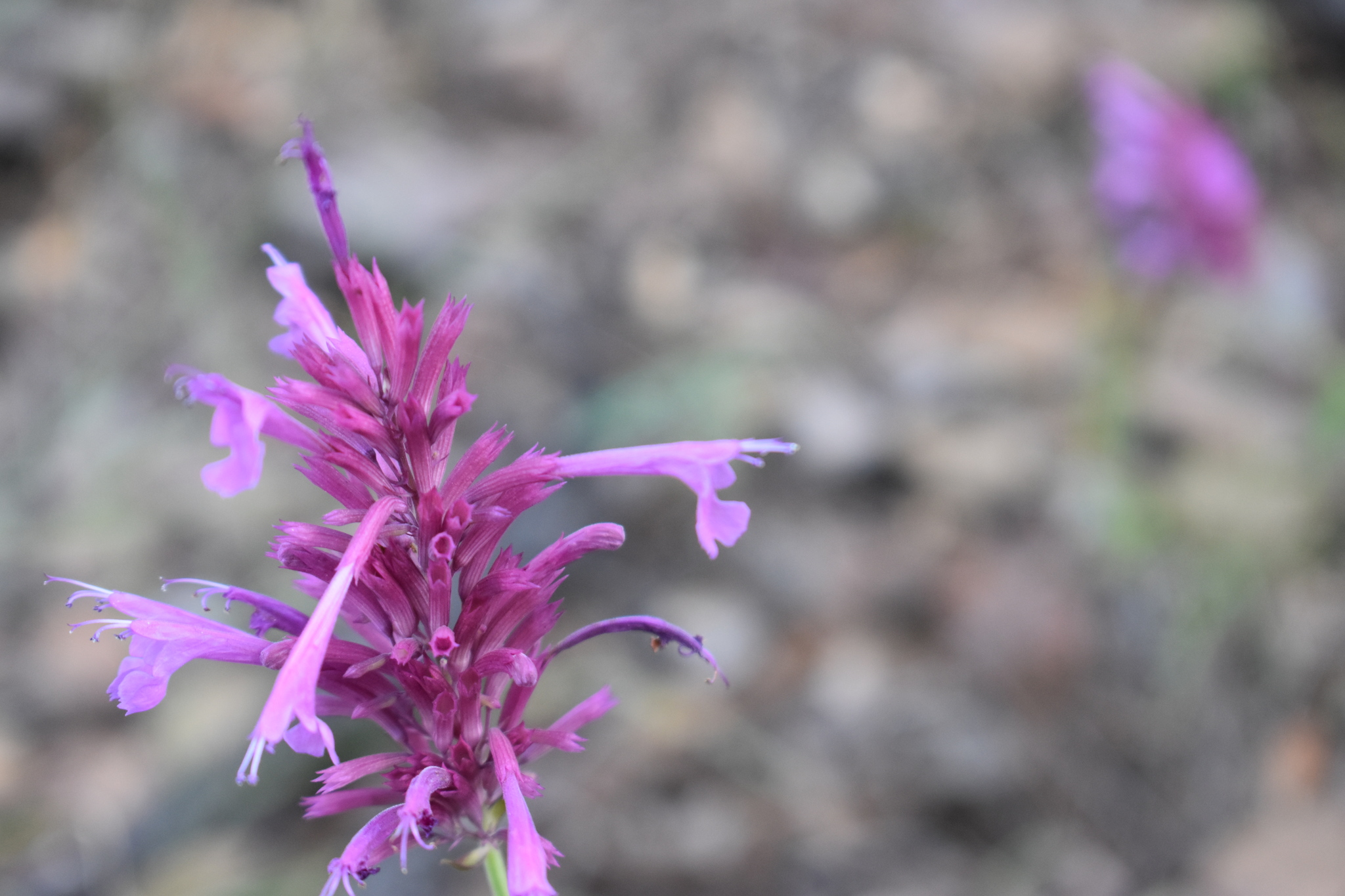 Agastache pallida (Lindl.) Cory