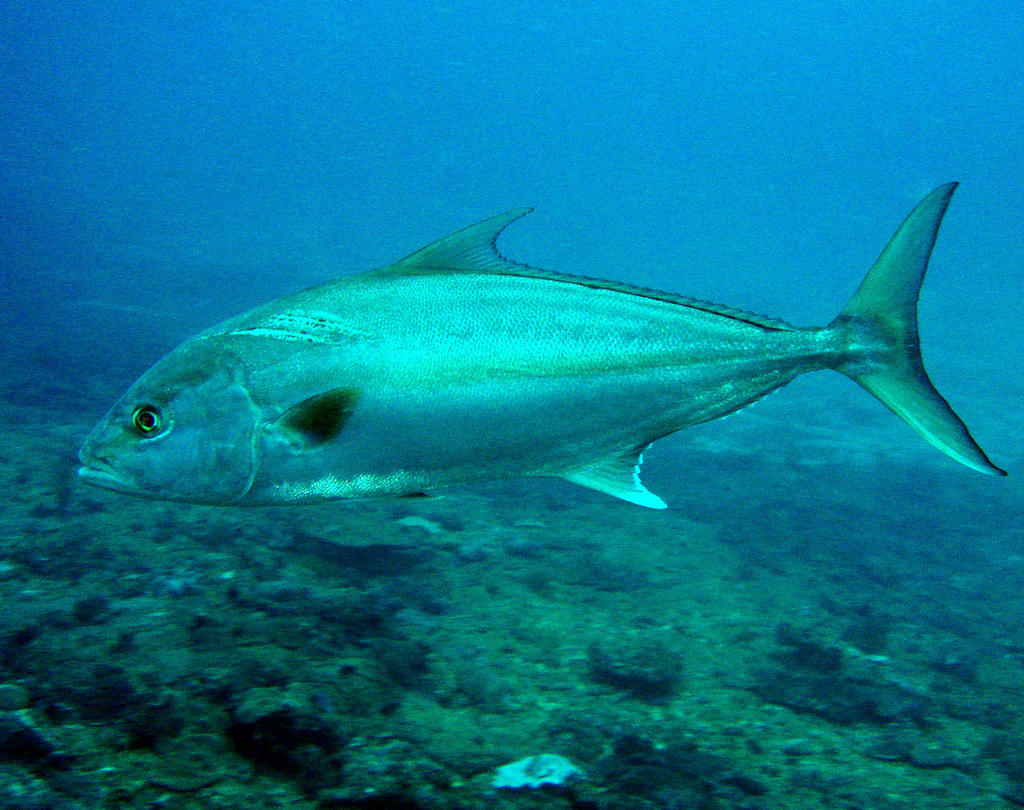 Highfin Amberjack from Sodwana bay on May 30, 2008 by tony rebelo ...