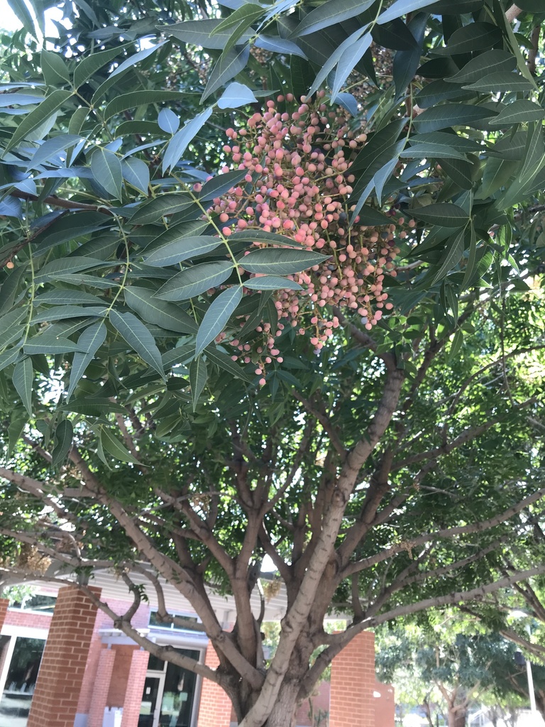 Chinese pistache from Phoenix College - Headquarters, Phoenix, AZ, US ...