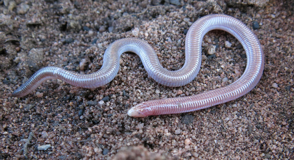 Kalahari Round-snouted Worm Lizard from Golwe-Vhurivhuri on September ...