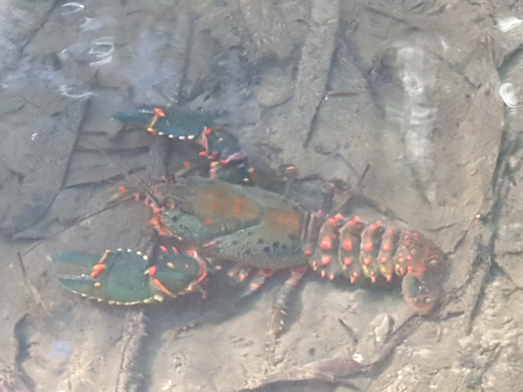 Giant Spiny Crayfish from Somersby Falls Walking Track, Somersby NSW ...