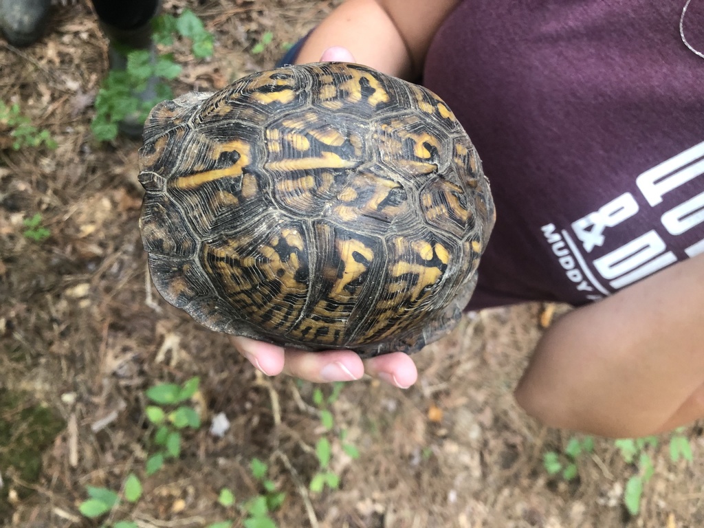 Eastern Box Turtle in September 2021 by Emma Fehlker Campbell · iNaturalist