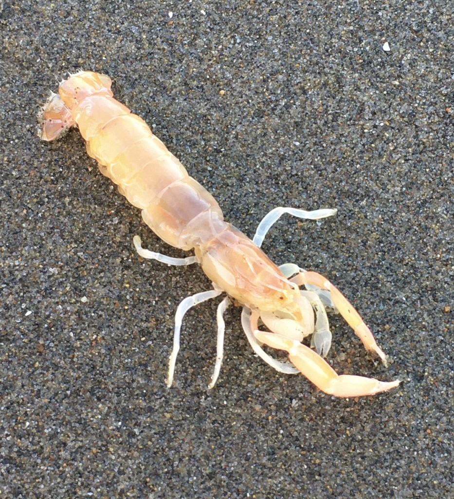 Bay Ghost Shrimp from San Francisco Bay, San Francisco, CA, US on ...