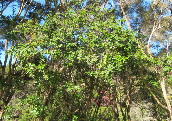 Tree Tutu from Kerikeri basin reserve, New Zealand on August 16, 2021 ...