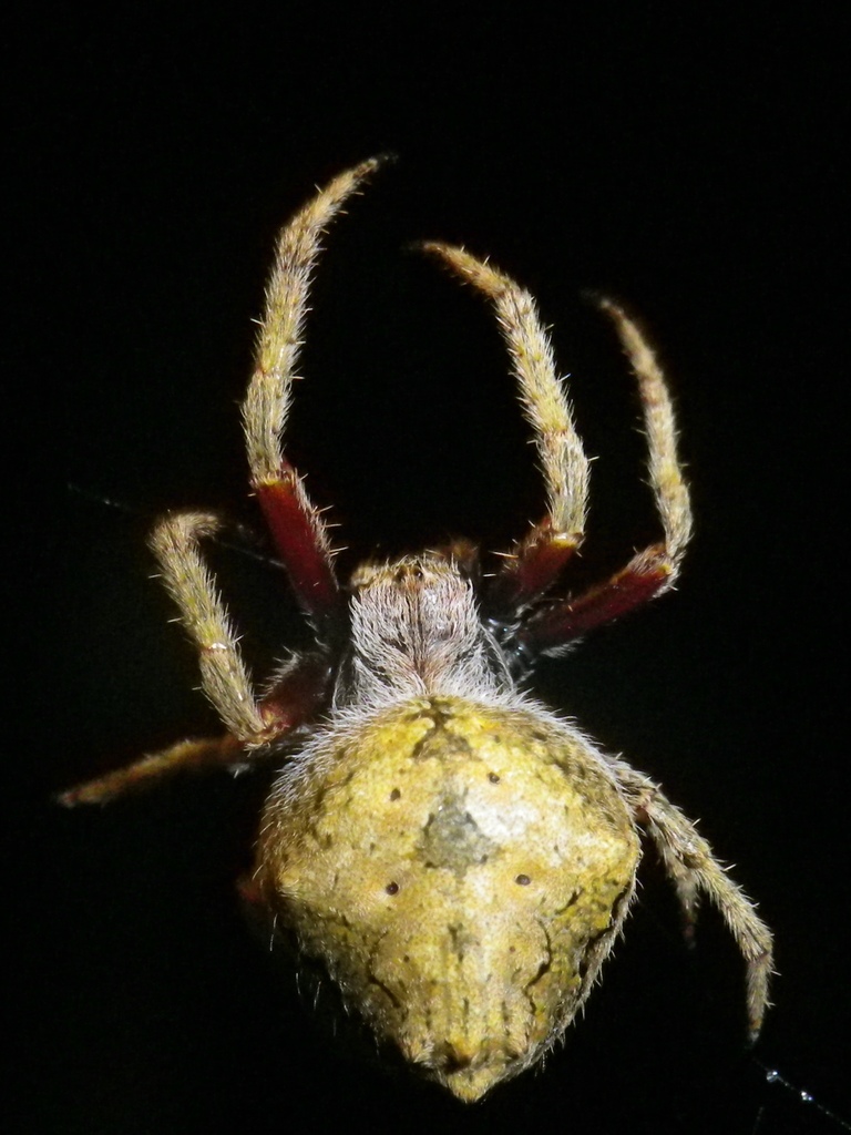 Knobbled Orbweaver from Okarito on January 31, 2015 at 11:05 PM by ...