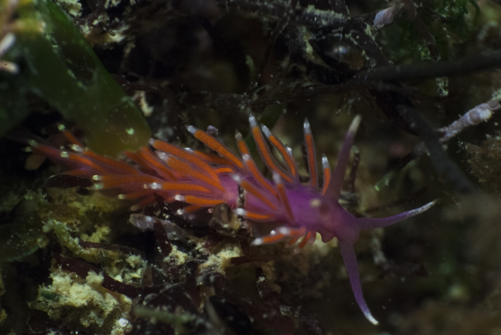 Pink Coryphella from Via Panoramica, 9-11, 60123 Ancona AN, Italy on ...