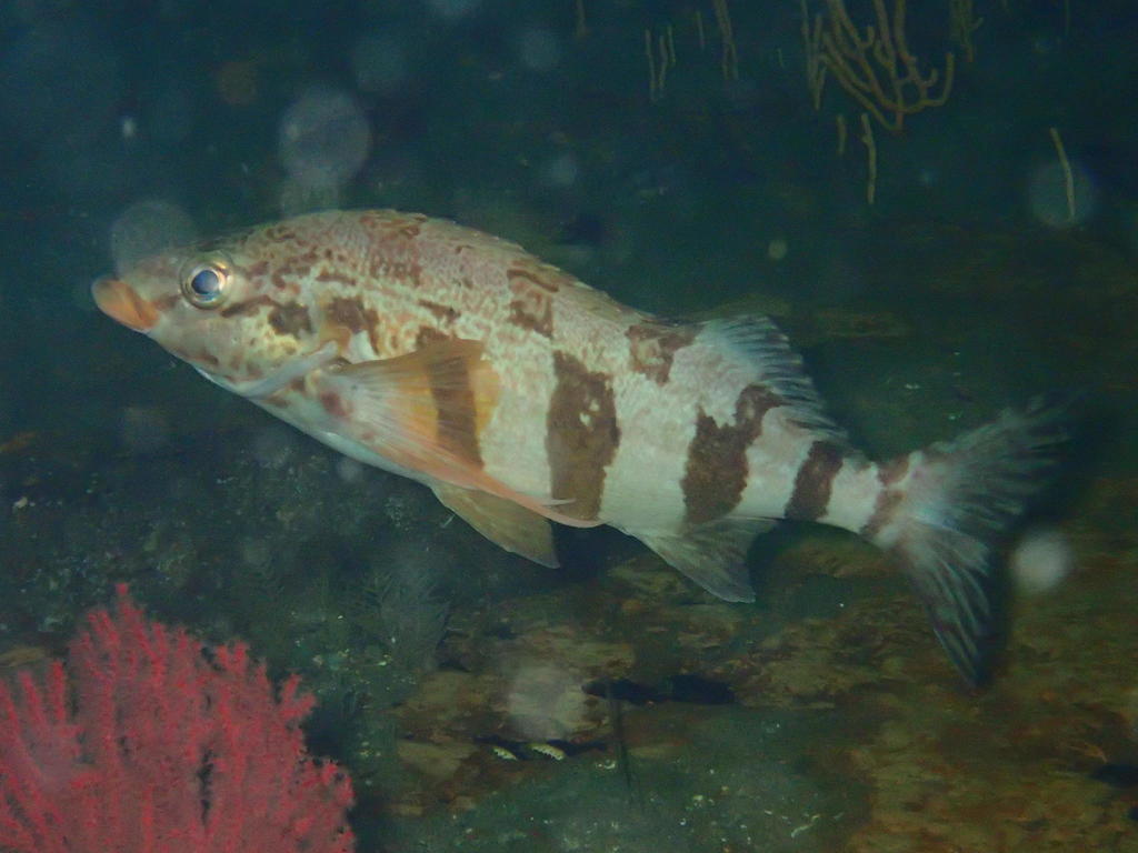 Redfingers (Cheilodactylus fasciatus) - Marine Life Identification