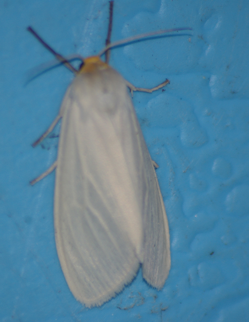 Oregon Cycnia Moth (Moths of Montana, USA) · iNaturalist