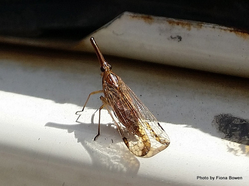 Tribe Hastini · iNaturalist